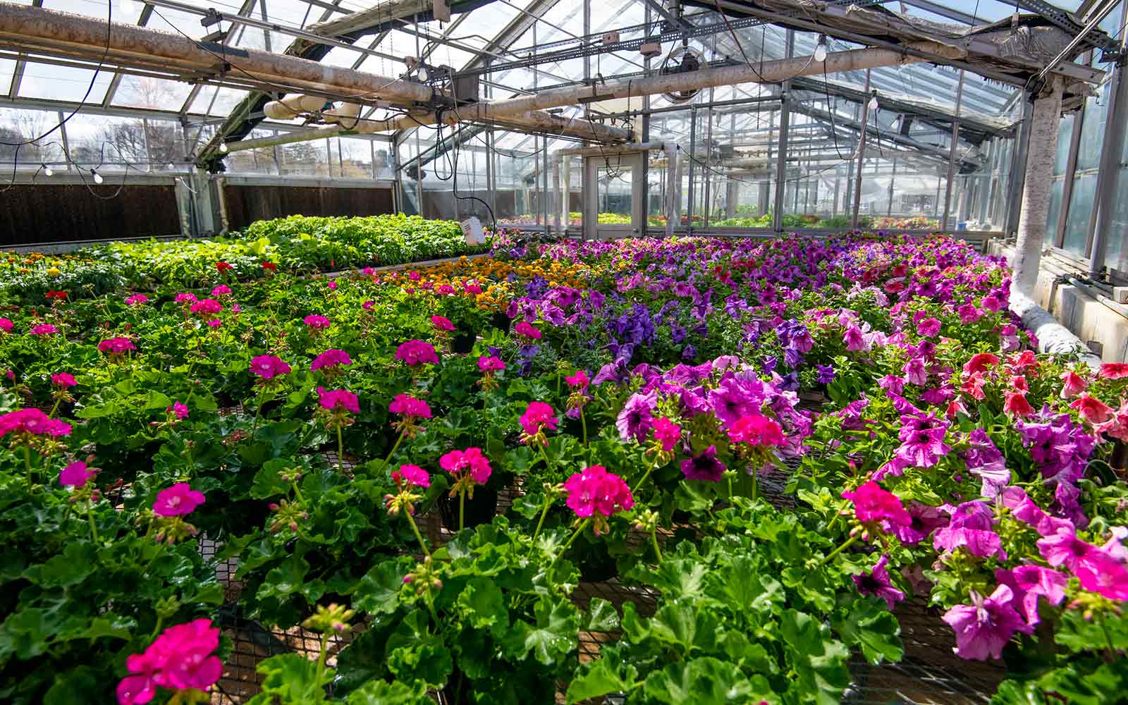 MSU Horticulture Club hosts plant sale this week | Mississippi State ...