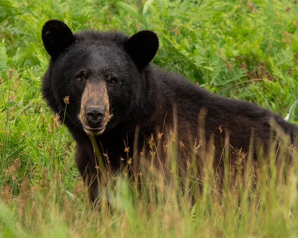 Bridging wildlife and communities: MSU launches public survey on black bears this week ...