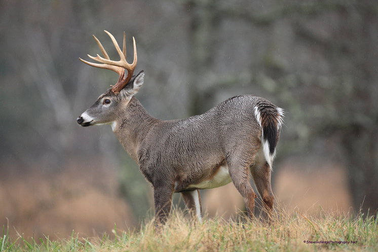 MSU Researchers Map Genetic Deer Structure In Southeastern U S 