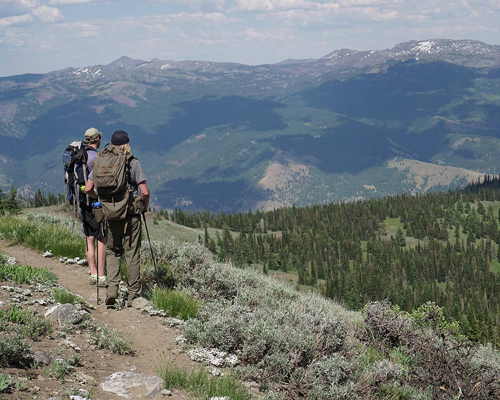 MSU researchers make surprising wolf diet discovery, highlight ...