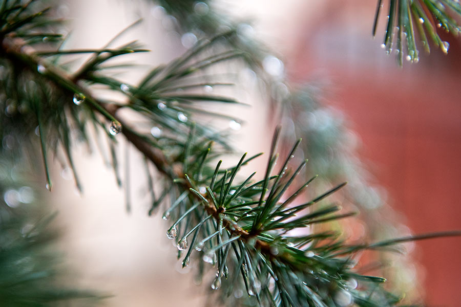 Soaking up the Rain | Mississippi State University