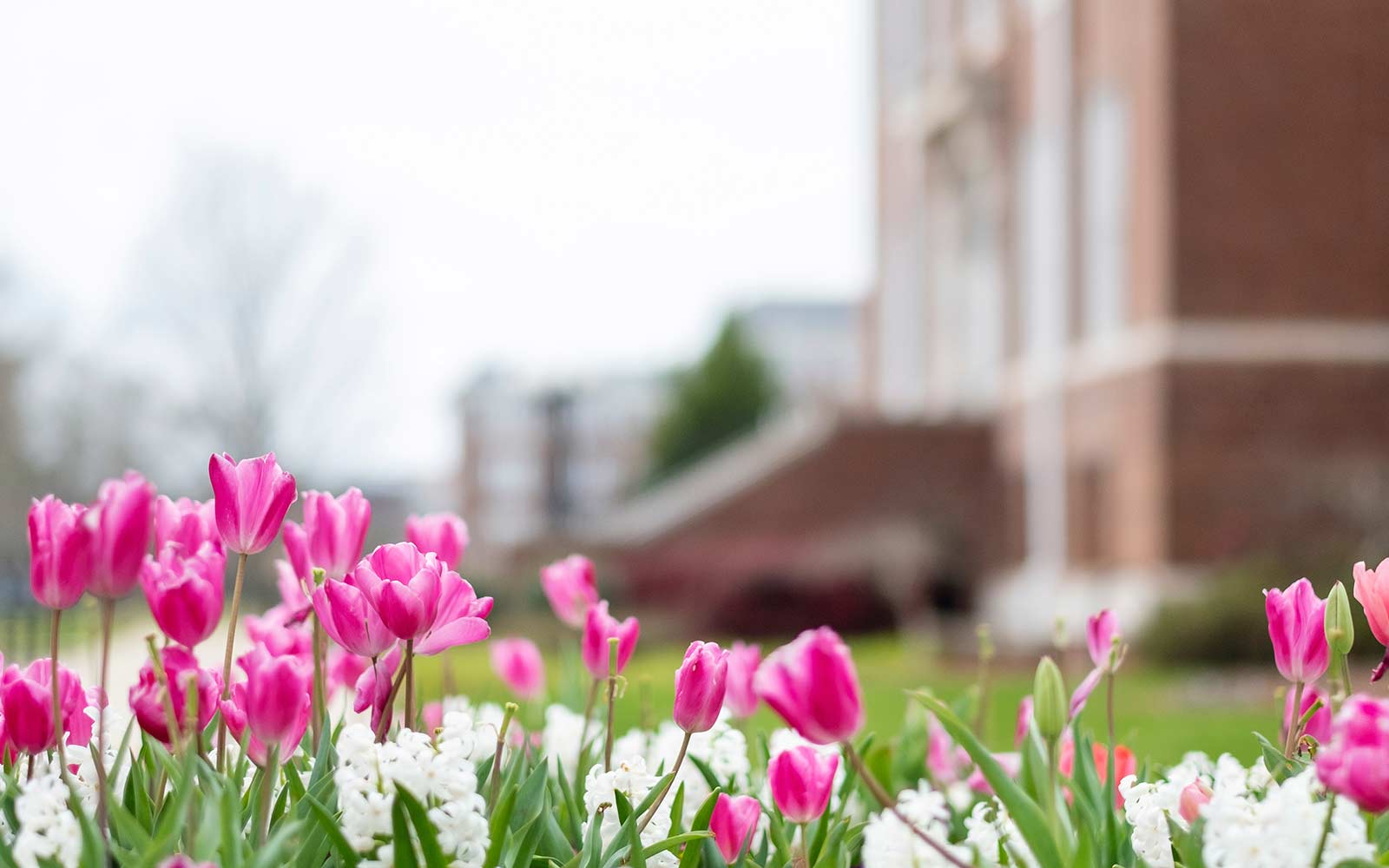 MSU issues emergency operating guidelines through May 11 | Mississippi ...