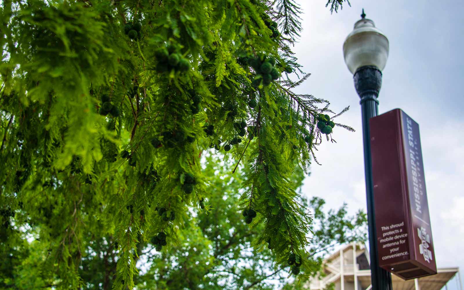 MSU named Tree Campus USA for seventh consecutive year | Mississippi ...