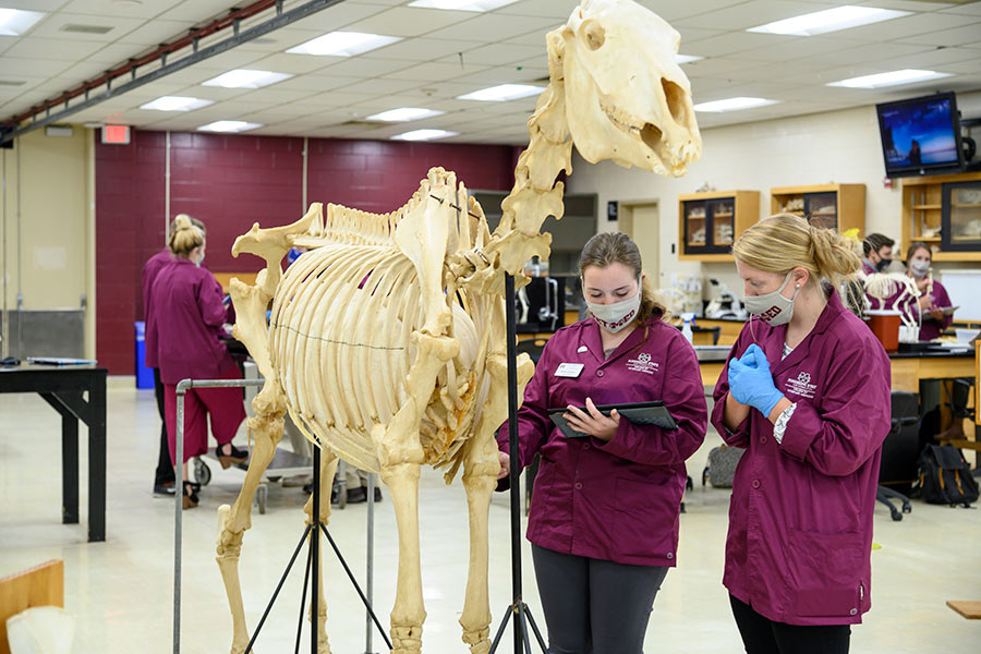 Learning Animal Anatomy | Mississippi State University
