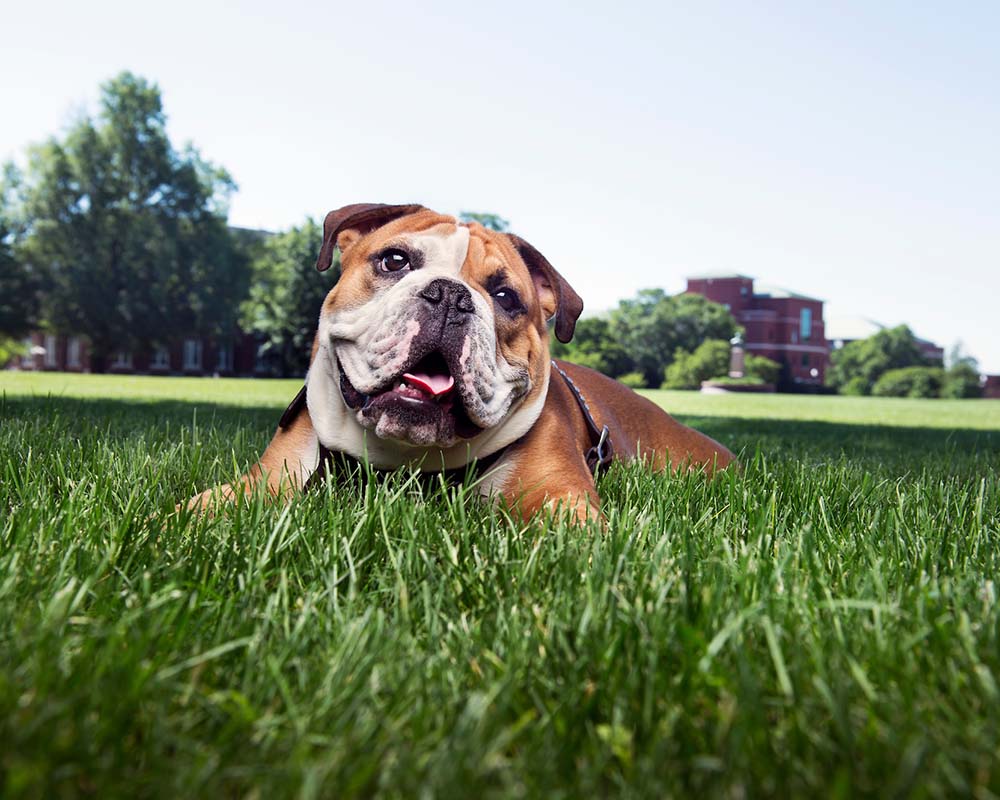 Moving forward as one Bulldog family: MSU welcomes students for fall ...