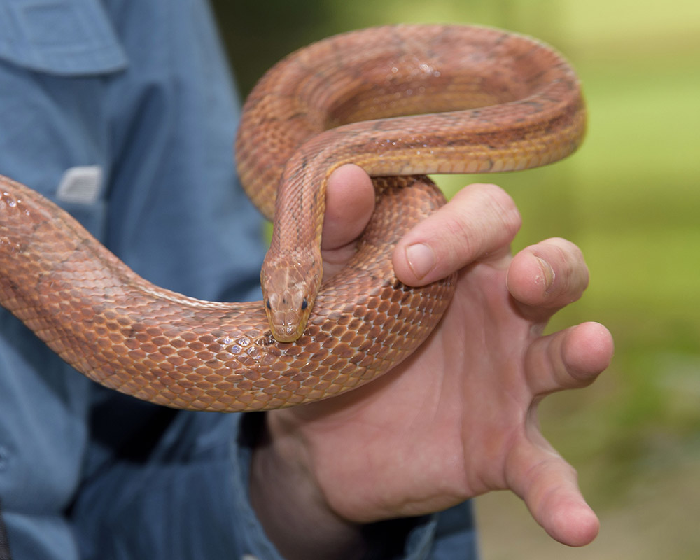 MSU offers popular conservation camp | Mississippi State University
