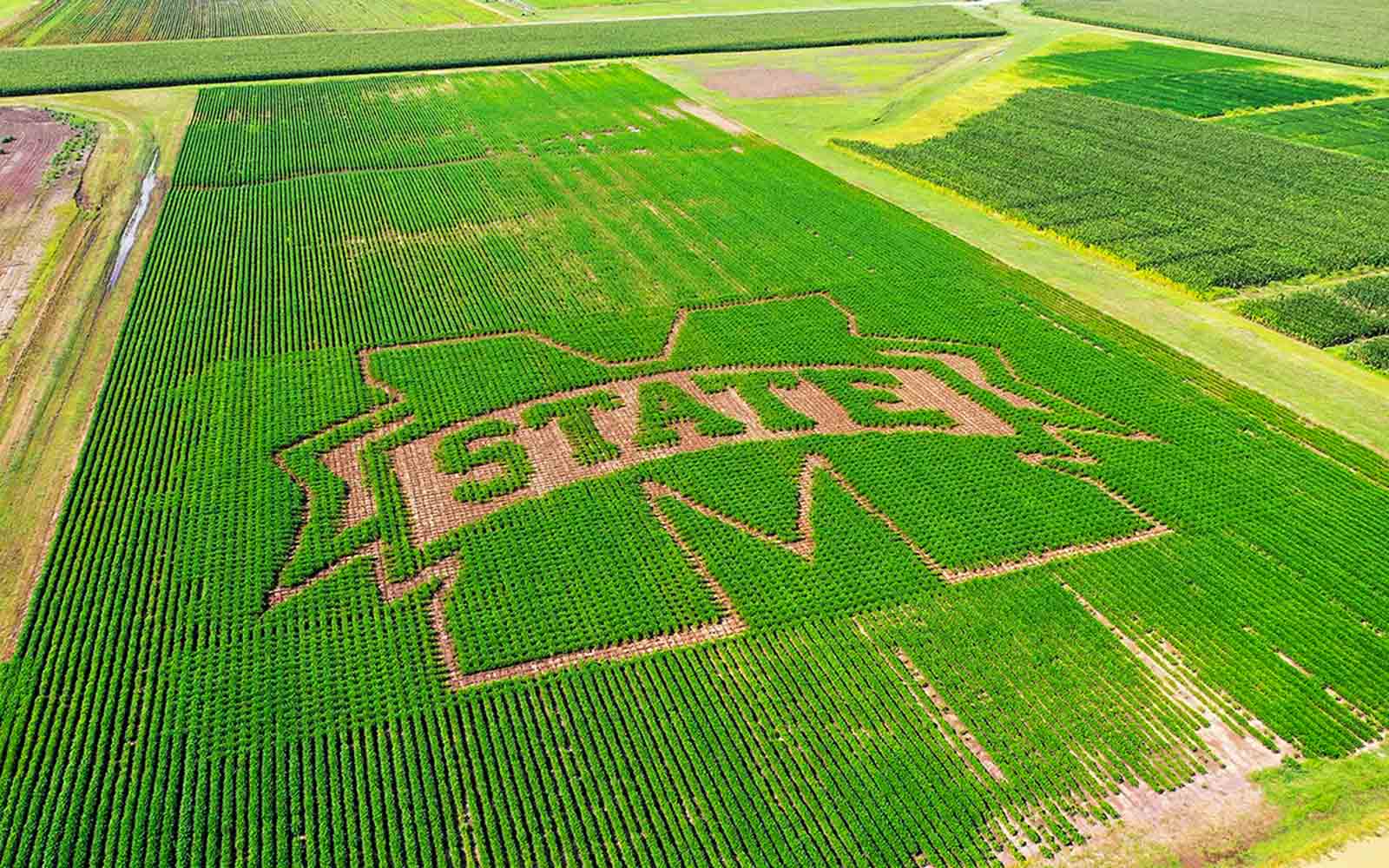 MSU ag scientists use iconic M-State spirit mark to refine precision ...