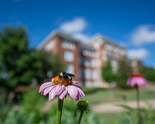 MSU Campus Landscape works to reintroduce native grasses and flowers in ...