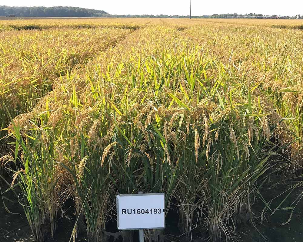 MSU researchers develop high-performing rice variety resistant to major ...
