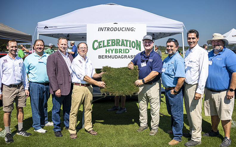 Mississippi State University releases celebration hybrid bermudagrass ...