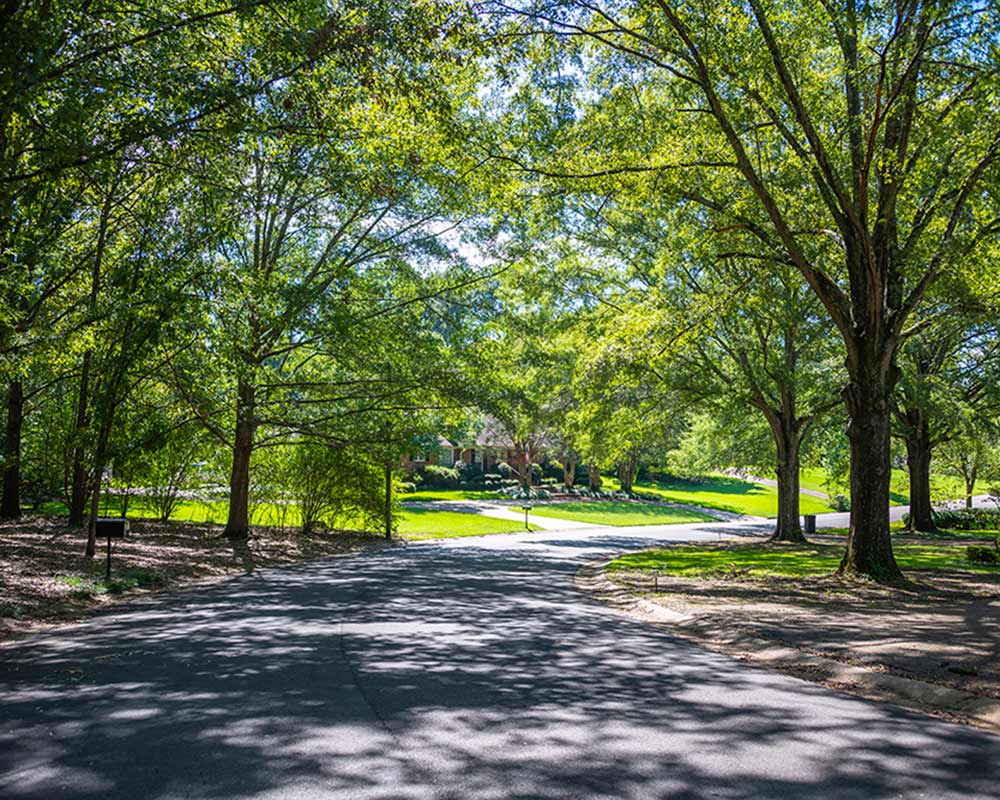 Tree canopies provide more than shade for homeowners | Mississippi ...