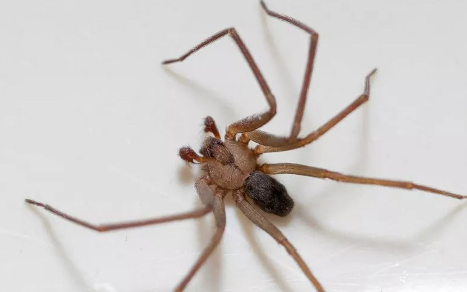 MSU's Goddard featured in Newsweek: 'Terrifying Rotting Flesh Wound ...