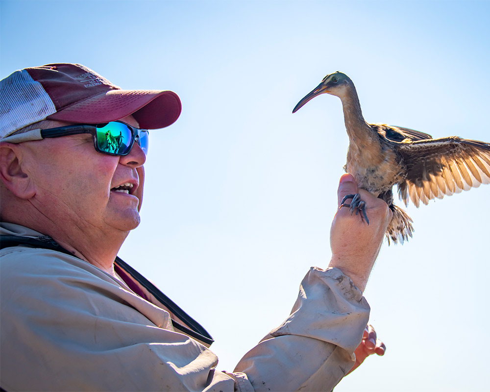 MSU ornithologist joins flock of national avian society fellows ...