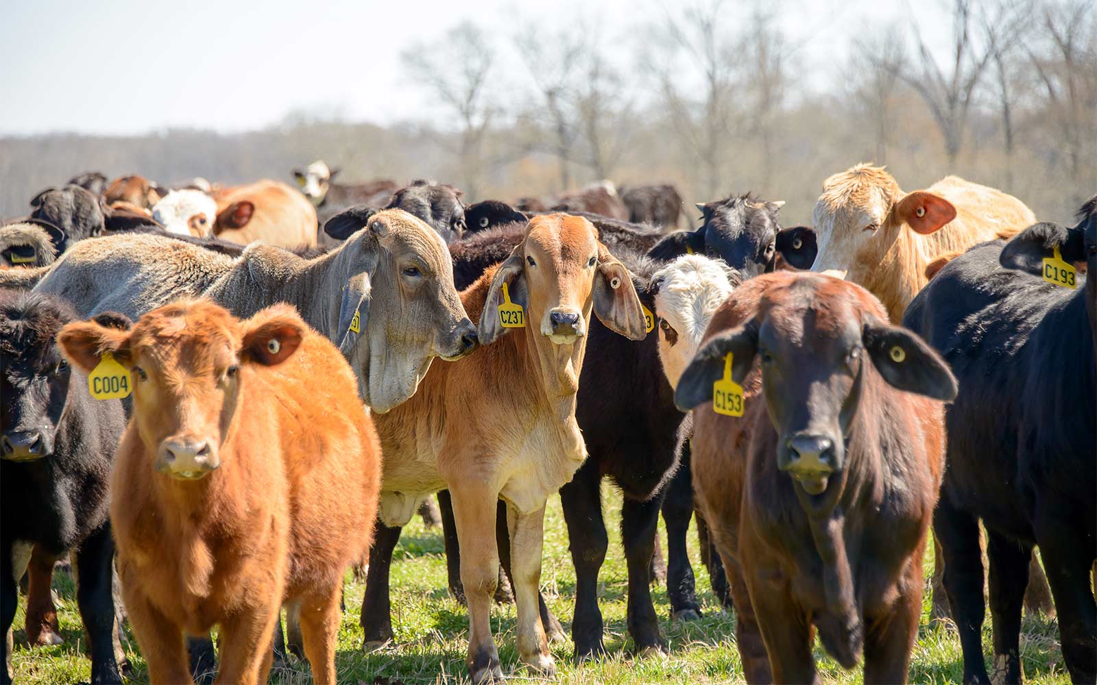 MSU contributes to multi-institutional bovine viral transmission study ...