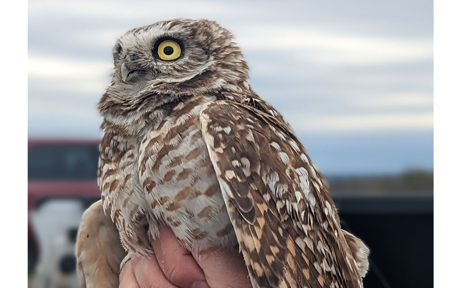 From Texas to Tennessee: Burrowing owl makes odd migration, draws ...