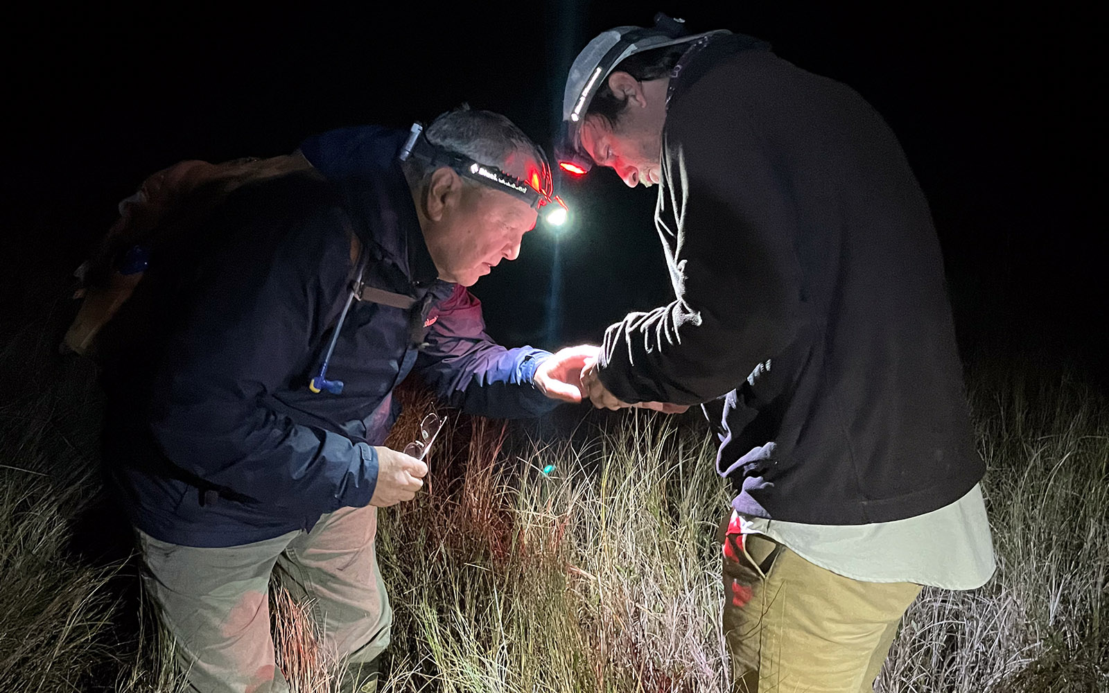 Marsh mystery: MSU experts study elusive bird to properly manage land ...
