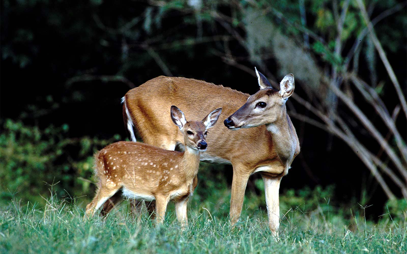 MSU experts address Chronic Wasting Disease potential risk in humans ...