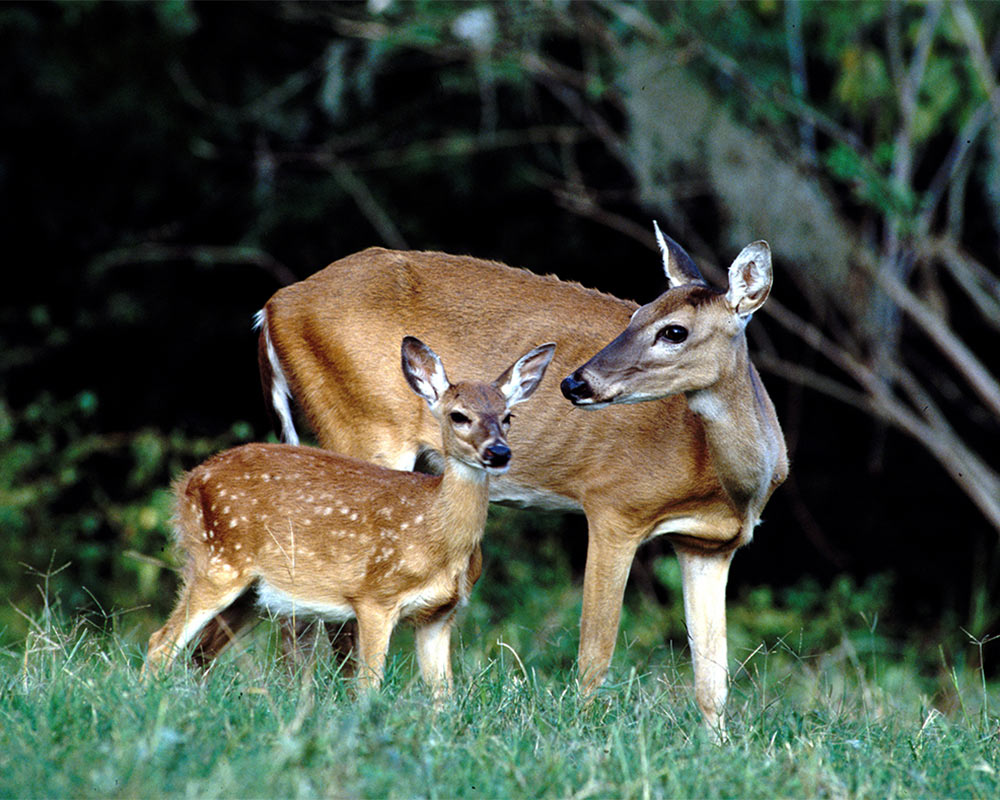MSU experts address Chronic Wasting Disease potential risk in humans | Mississippi State University