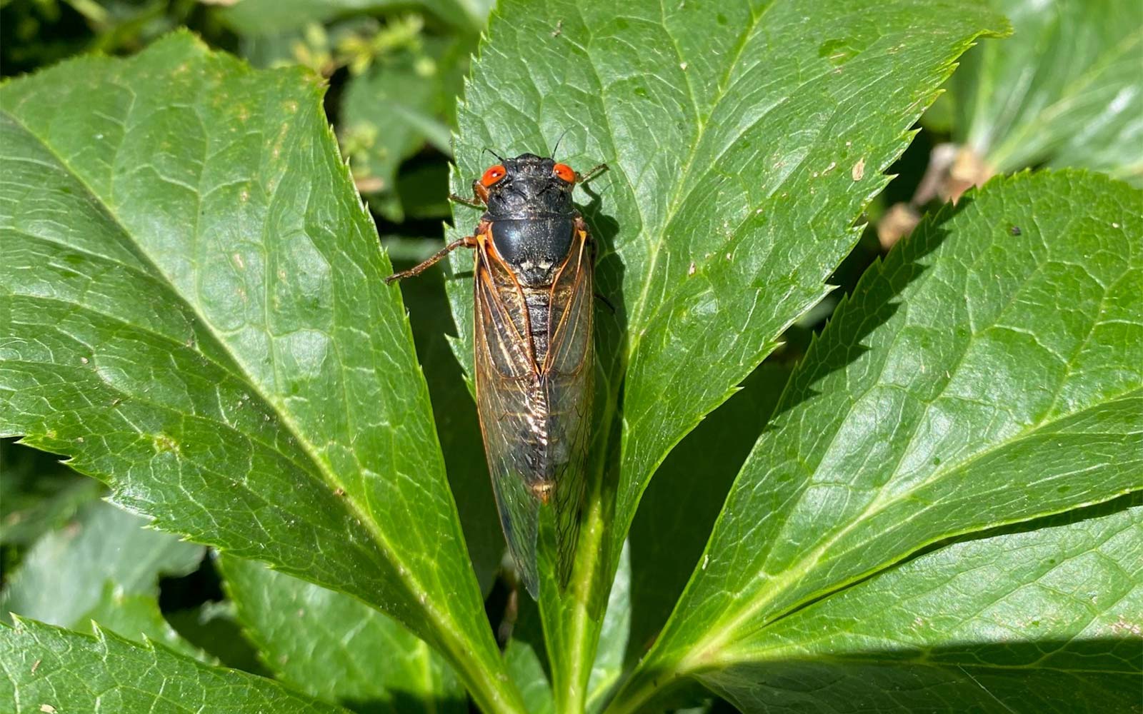 Sound of Cicadas: Rare insect emergence brings buzz ‘unlike any in ...