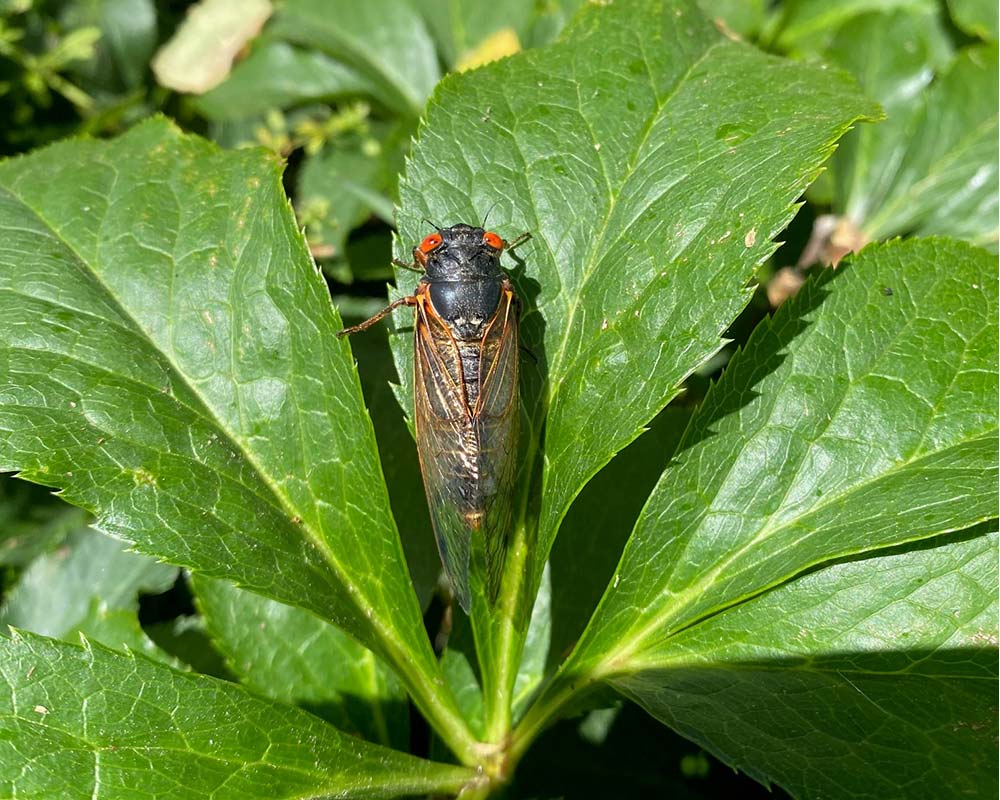 Sound of Cicadas: Rare insect emergence brings buzz ‘unlike any in ...