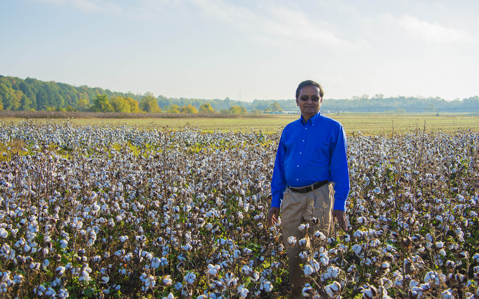 MSU creates groundbreaking cotton quality model to aid farmers ...