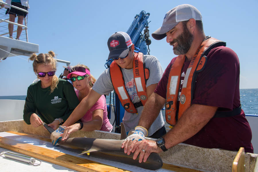 Shark Science | Mississippi State University