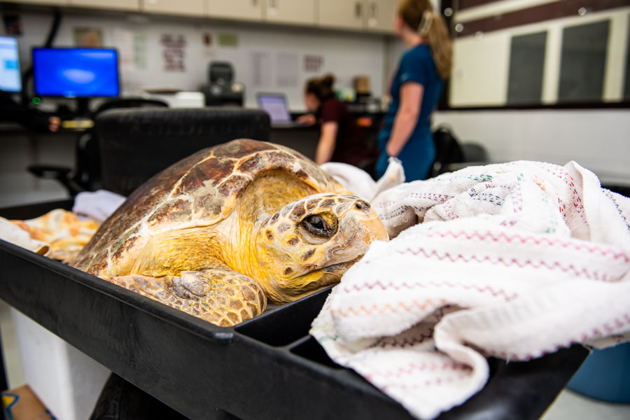 Saving Sea Turtles | Mississippi State University