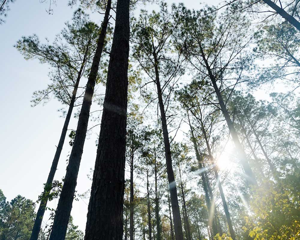 Vision 2030 gains momentum, identifies initiatives to support ...