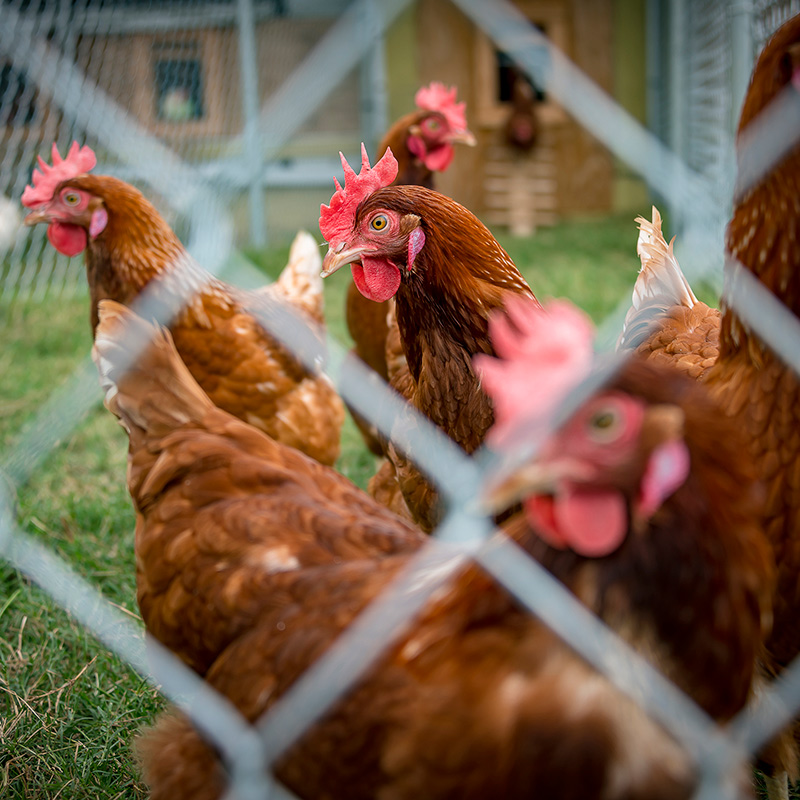 Cage-free unit added to MSU poultry department | Mississippi State ...
