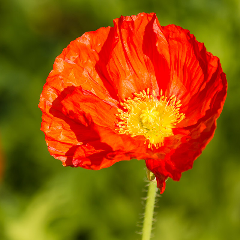 Poem, poppy, professor get MSU spotlight in final WWI tribute ...