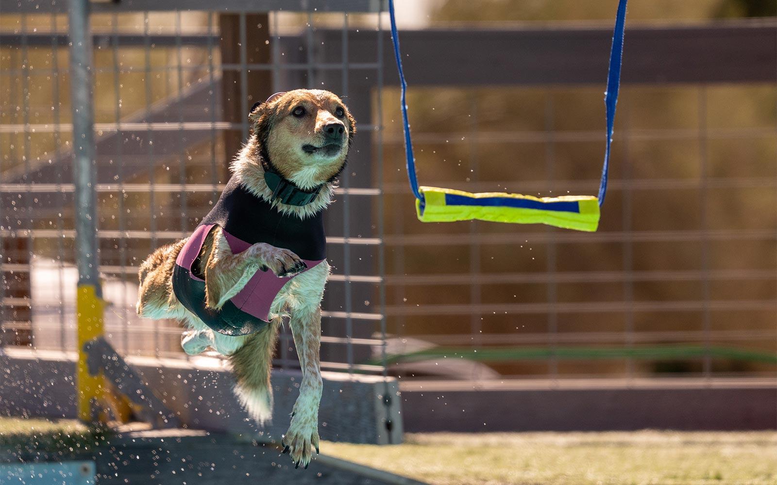 MSU welcomes American Kennel Club for Diving Dogs Premier Cup this ...