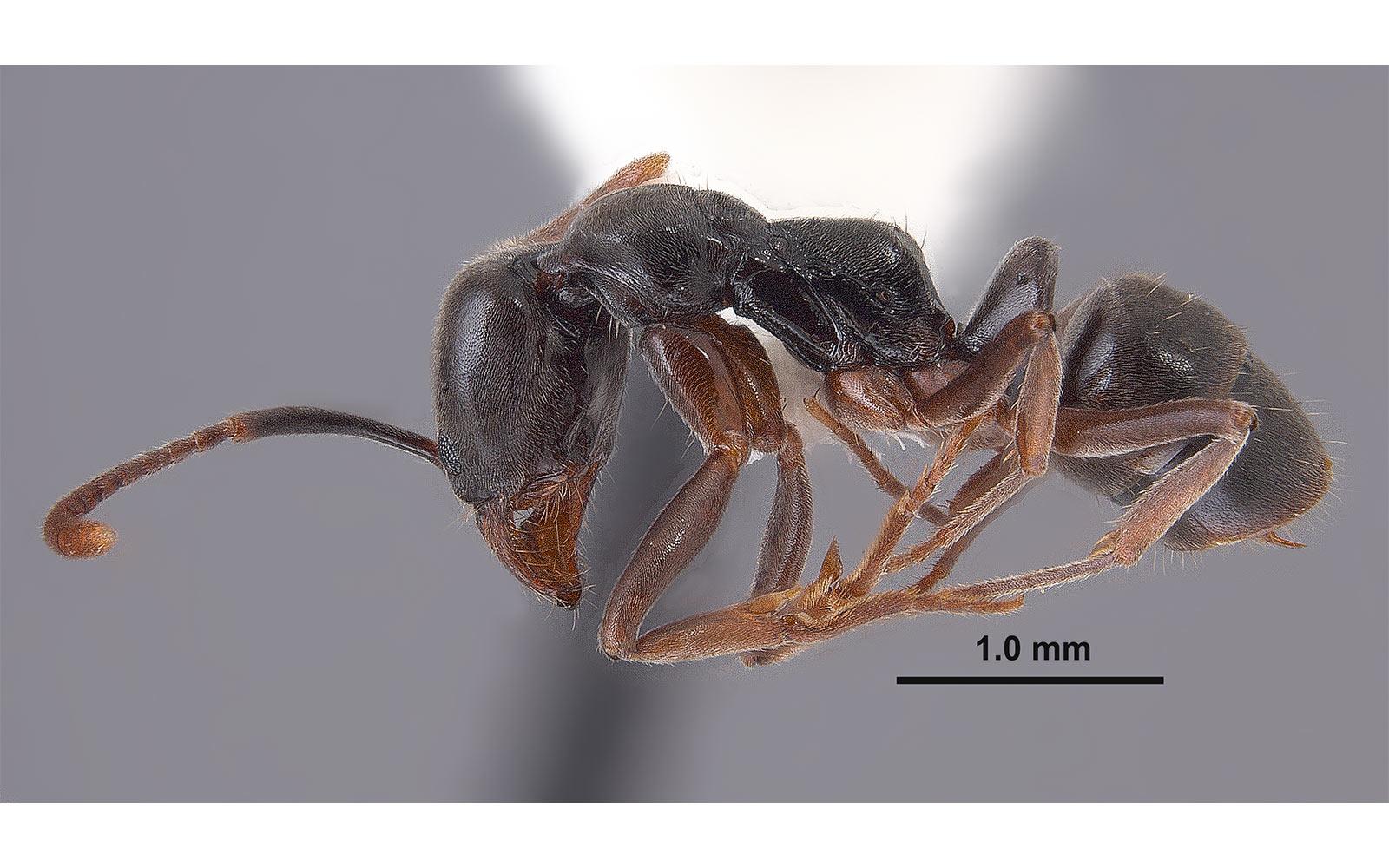 MSU entomologists study expansion of Asian needle ant in Mississippi ...