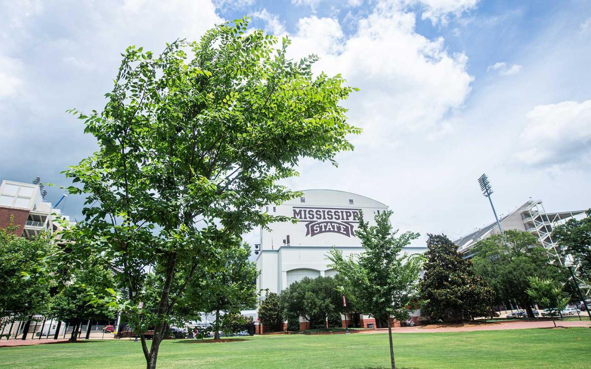 Mississippi State adds 2,000 trees to campus landscape, transforming ...