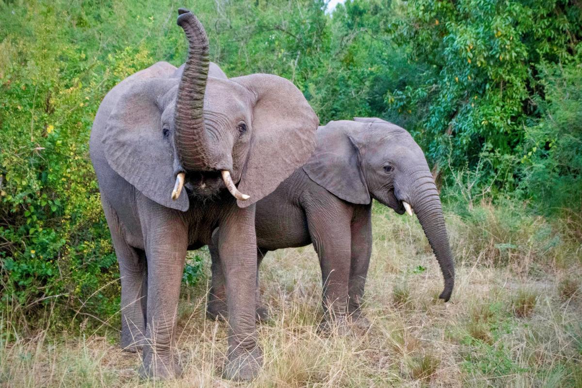 Mississippi State University College of Veterinary Medicine announces ...